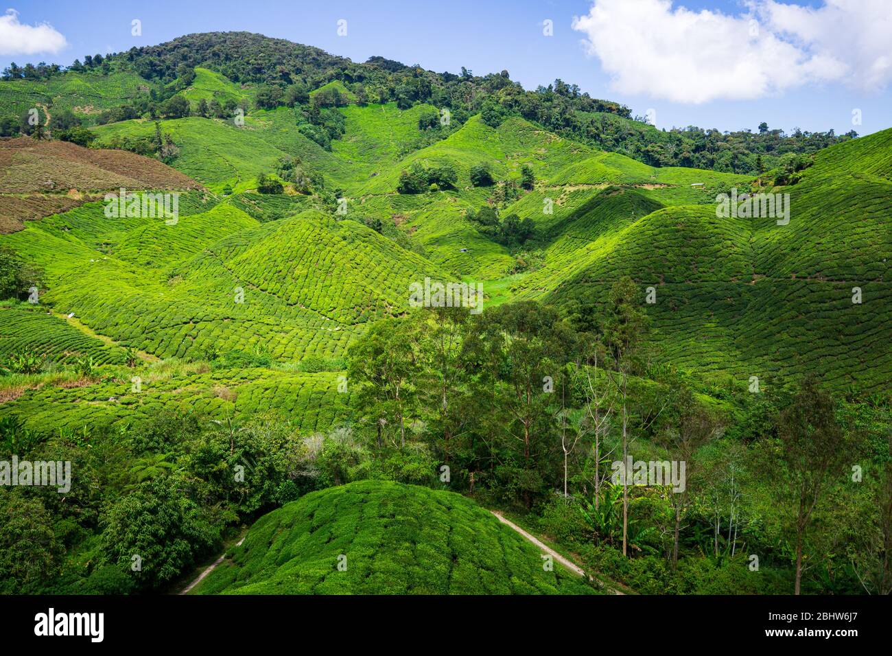 The Boh Tea Company was founded in 1929 and is one of the famous tea ...