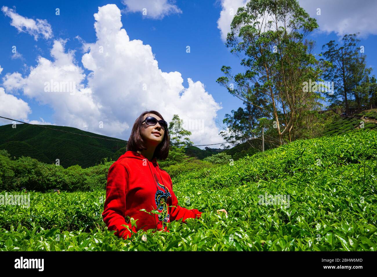 The Boh Tea Company was founded in 1929 and is one of the famous tea ...