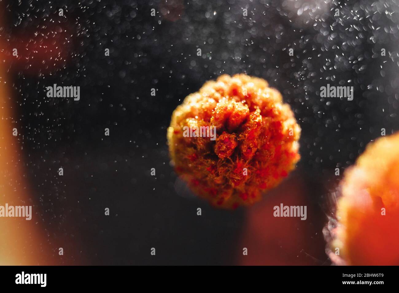 coronavirus. covid-19 pandemic bacterial infection Stock Photo - Alamy