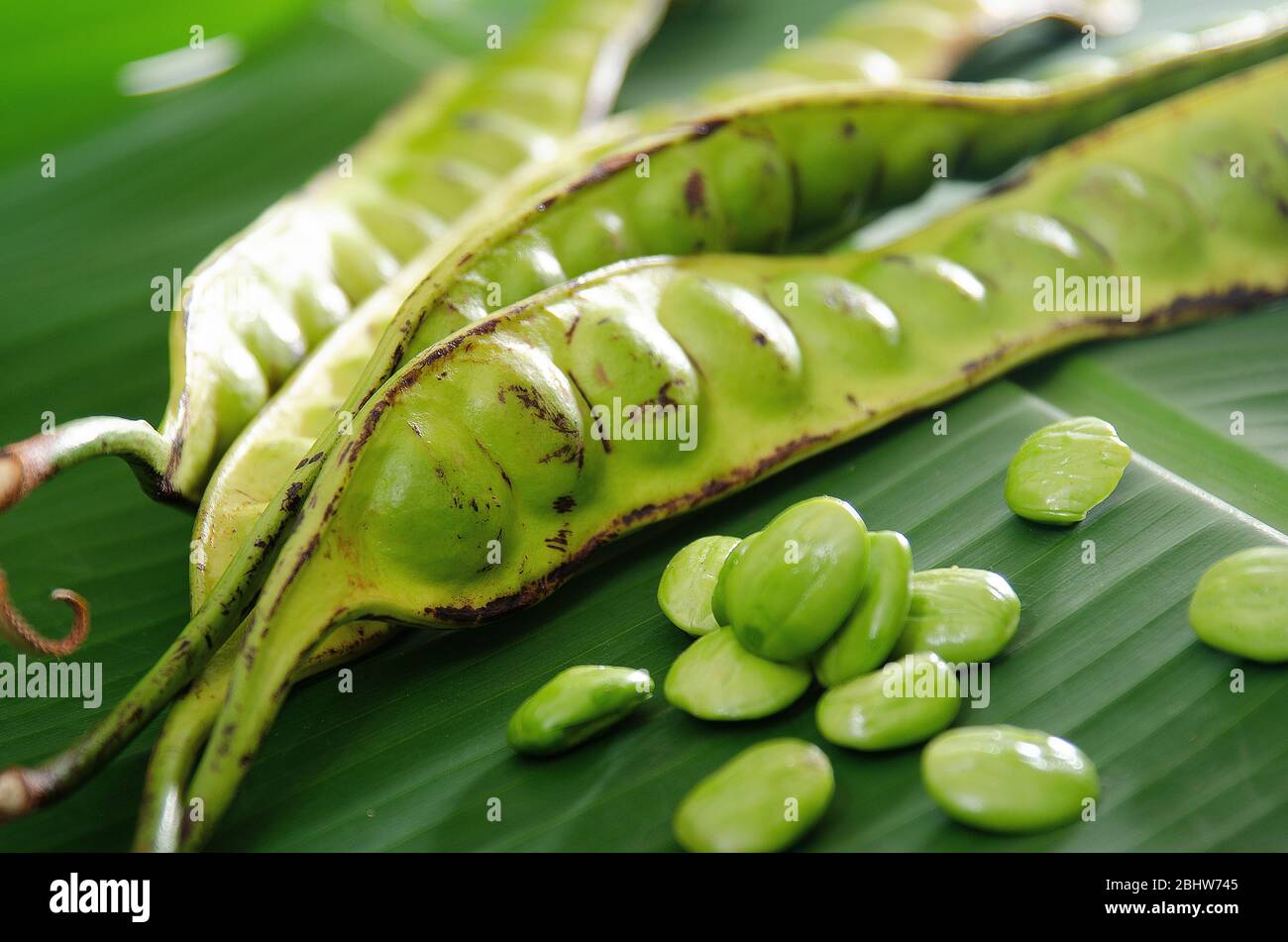 Parkia speciosa ( petai, bitter bean, twisted cluster bean, stinker or ...