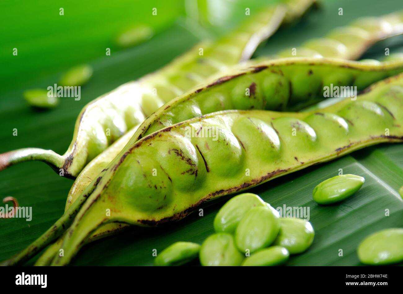 Parkia speciosa ( petai, bitter bean, twisted cluster bean, stinker or ...