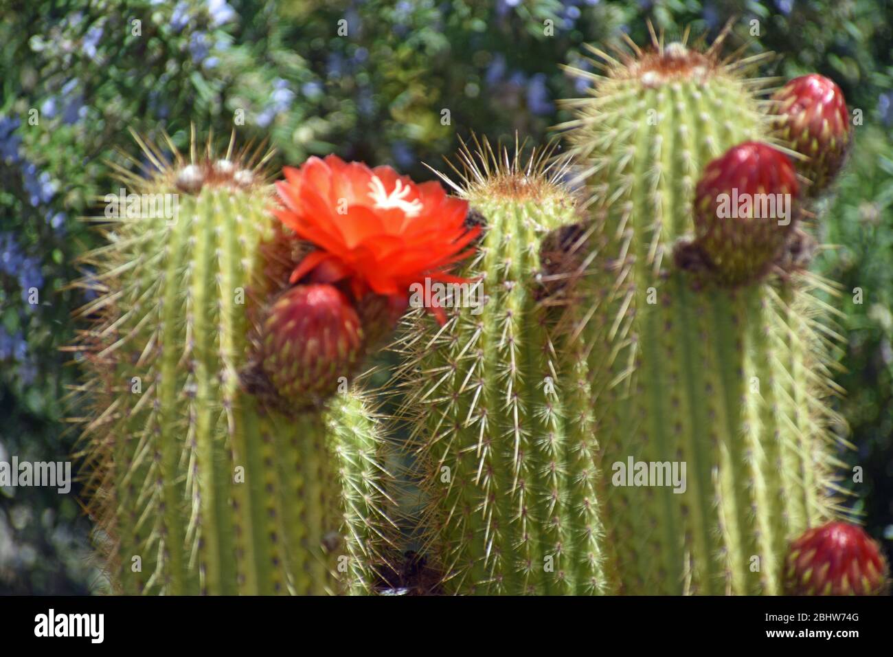 Saguaro Cactus in Bloom Stock Photo - Alamy