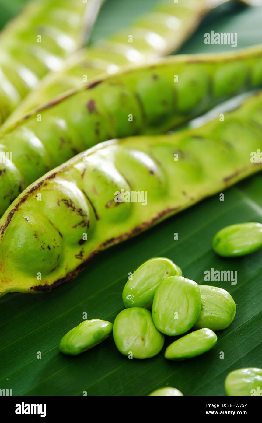 Parkia speciosa ( petai, bitter bean, twisted cluster bean, stinker or ...