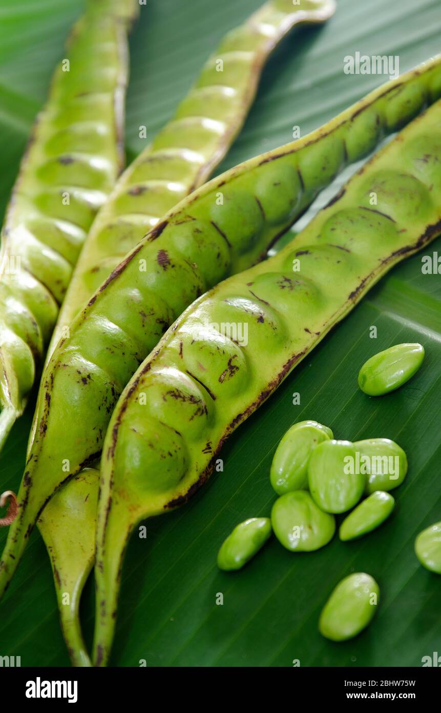 Parkia speciosa ( petai, bitter bean, twisted cluster bean, stinker or ...
