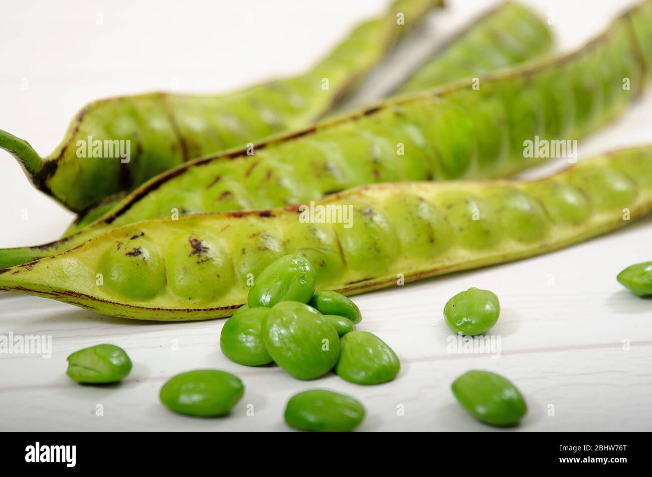 Parkia speciosa ( petai, bitter bean, twisted cluster bean, stinker or ...