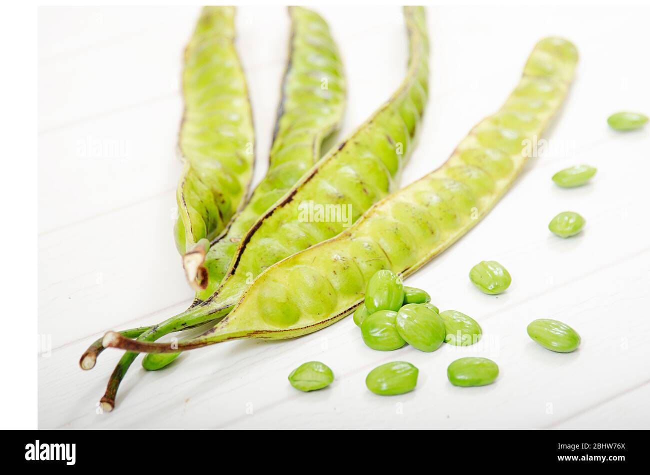 Parkia speciosa ( petai, bitter bean, twisted cluster bean, stinker or ...