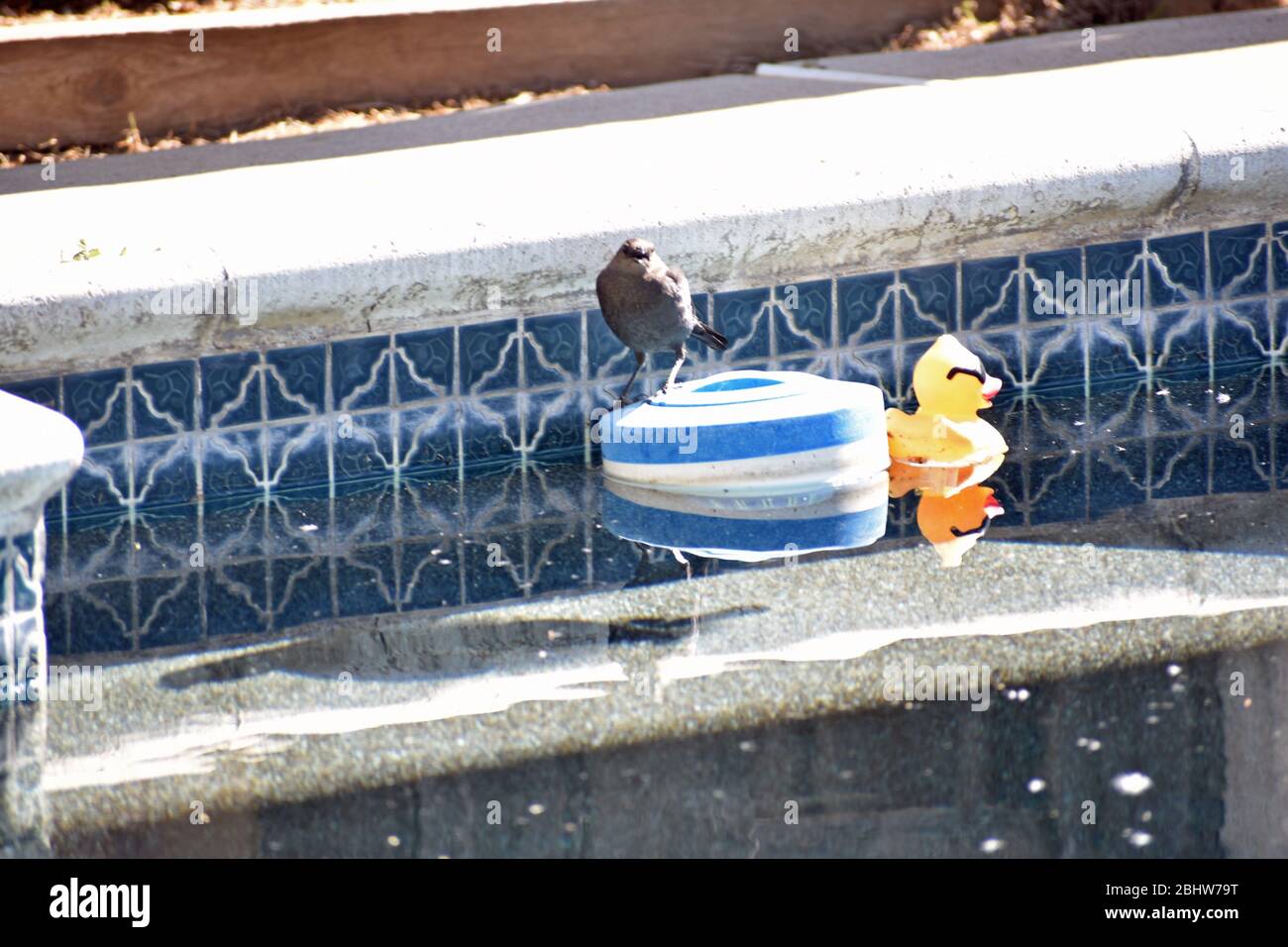 Bird in the Pool Stock Photo - Alamy