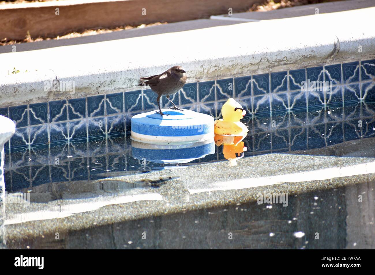 Bird in the Pool Stock Photo - Alamy