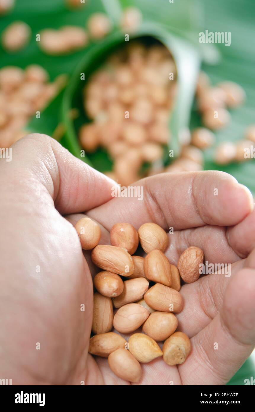 a hand holding peanuts with background peanuts with banana leaf Stock ...