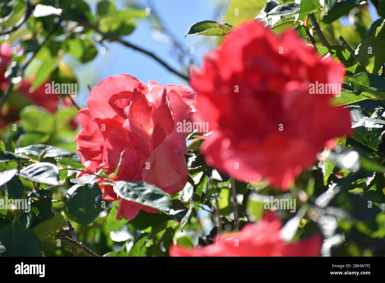 Roses in the Garden Stock Photo - Alamy