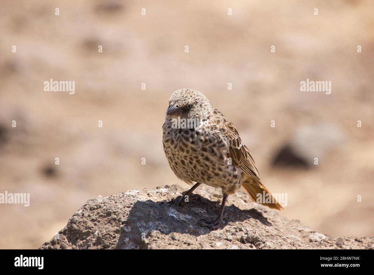 Earthy ground hi-res stock photography and images - Alamy