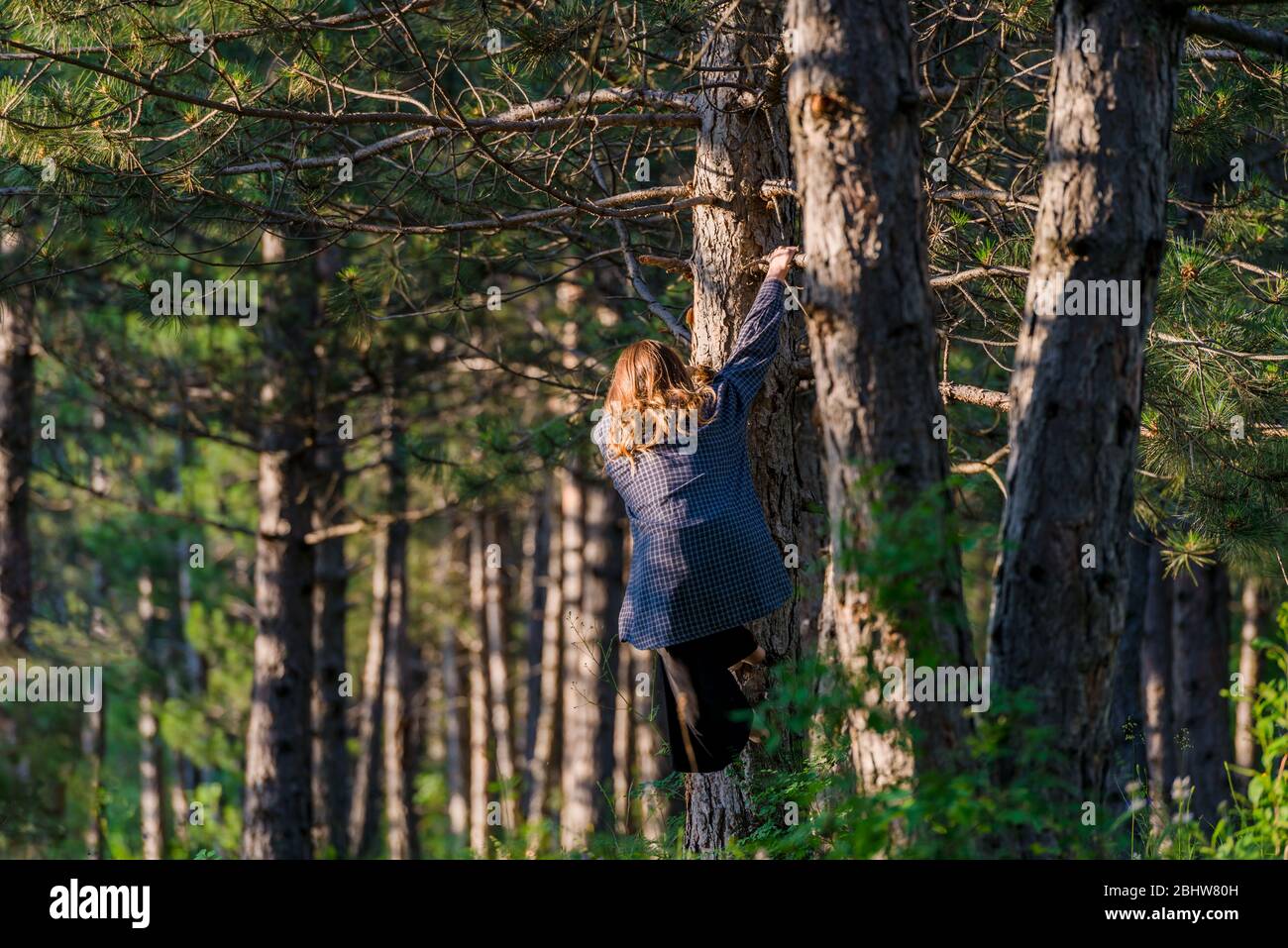 Young woman climbing ona a tree in green woods and having fun Stock ...