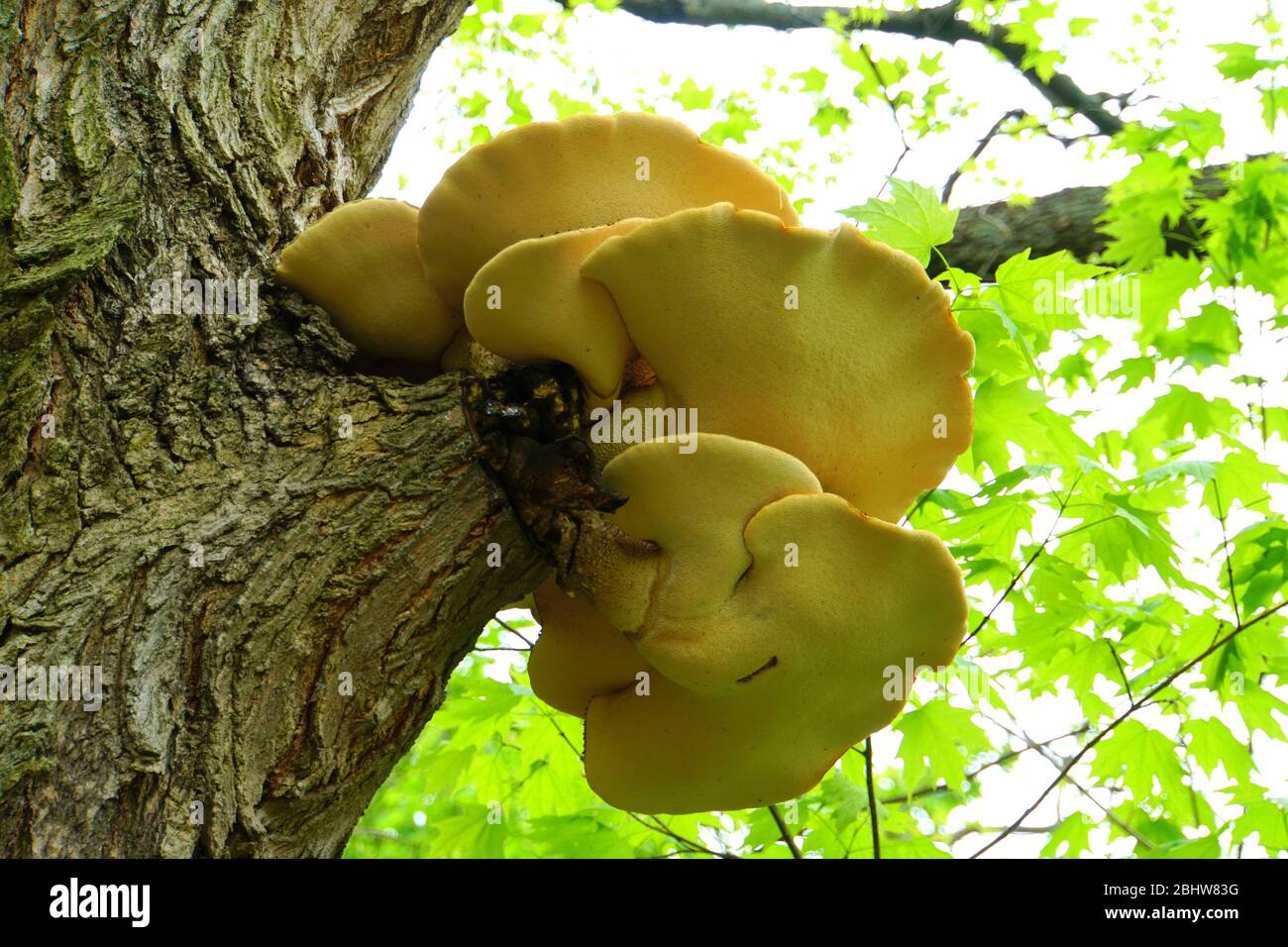 Large yellow wild mushrooms on a tree branch Stock Photo - Alamy
