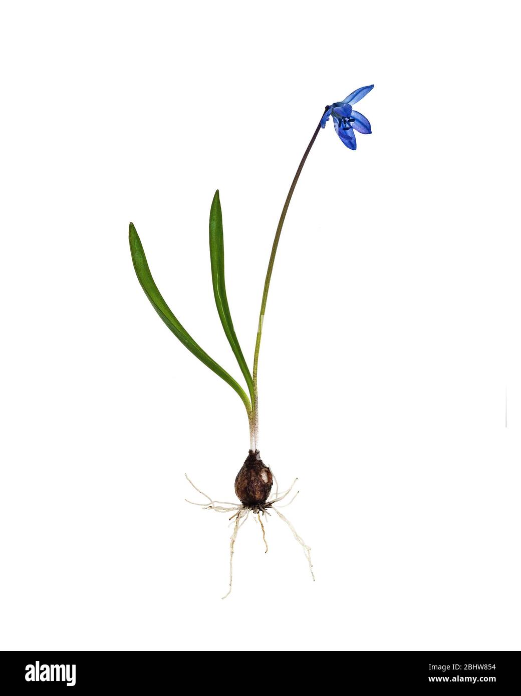 Scilla Flower Cut Out Stock Images & Pictures - Alamy