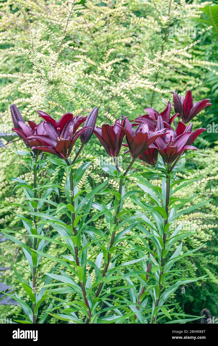 Small group of purple lily flowers on green floral background Stock ...