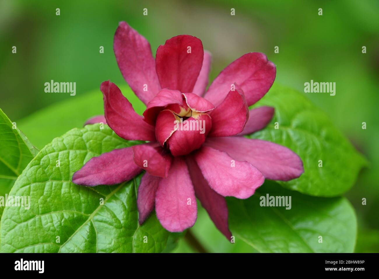 Carolina Allspice, a native deciduous shrub with dark red flower Stock ...