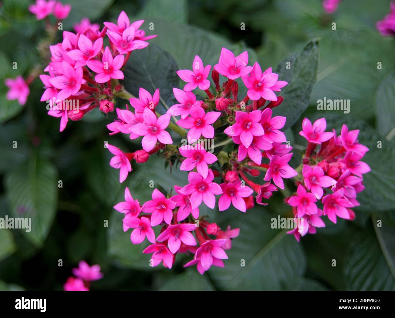 Pentas flowers hi-res stock photography and images - Alamy