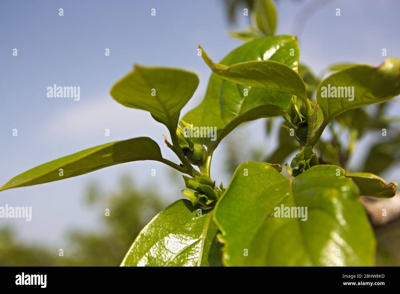Persimmon Flower High Resolution Stock Photography and Images - Alamy