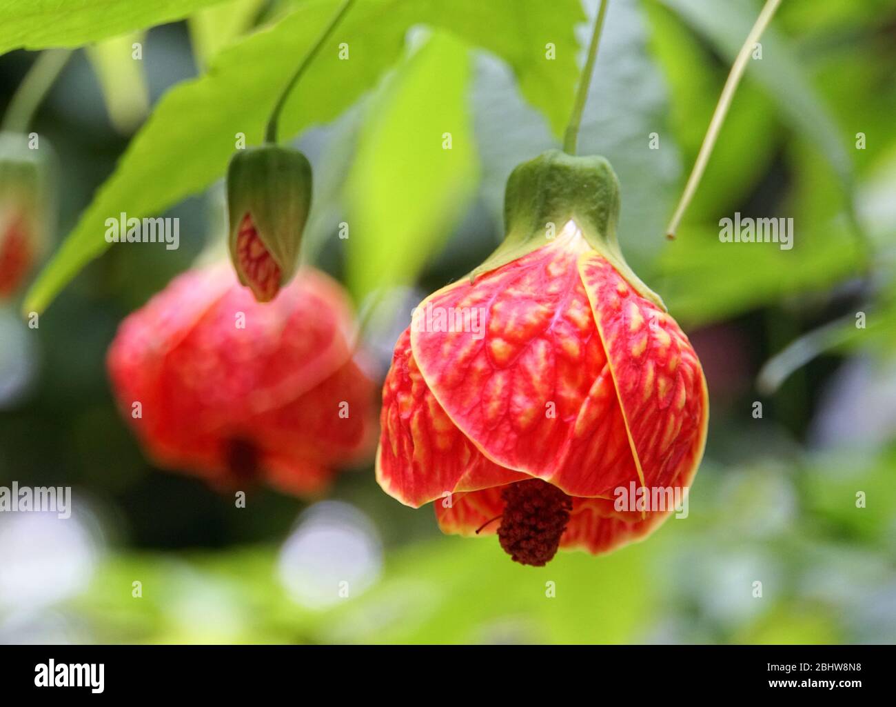 Tiger maple hi-res stock photography and images - Alamy