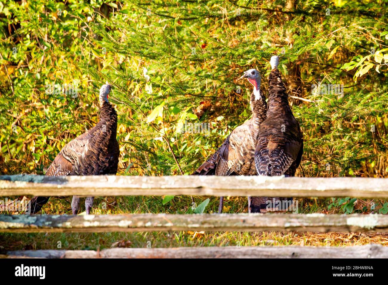 Game fence hi-res stock photography and images - Alamy