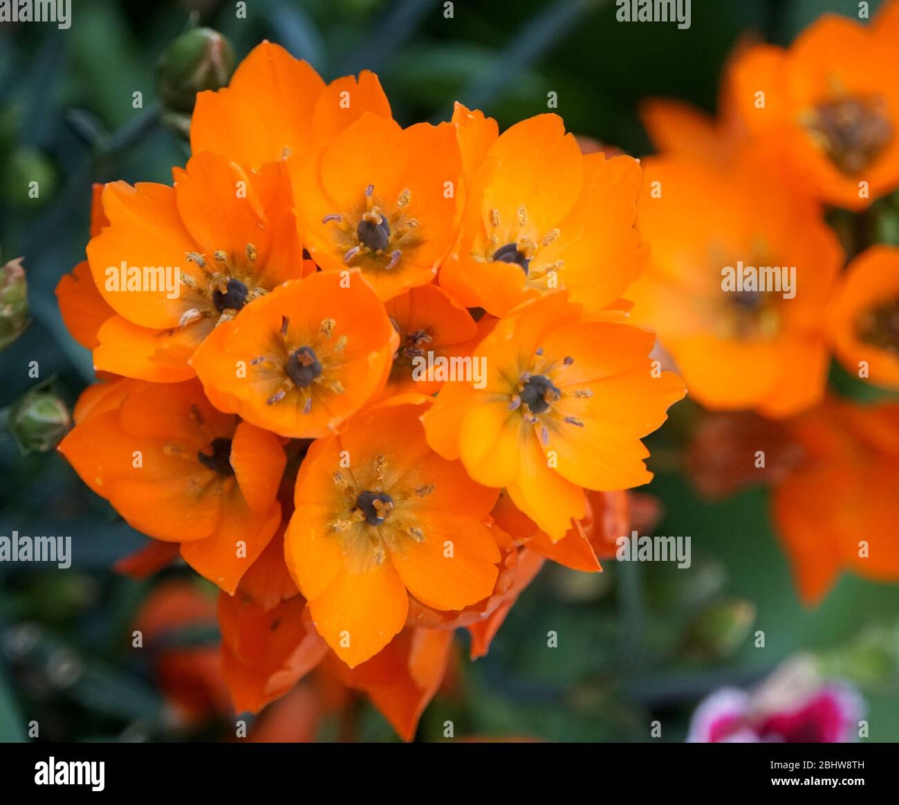 Orange color of Ornithogalum Dubium flowers Stock Photo - Alamy