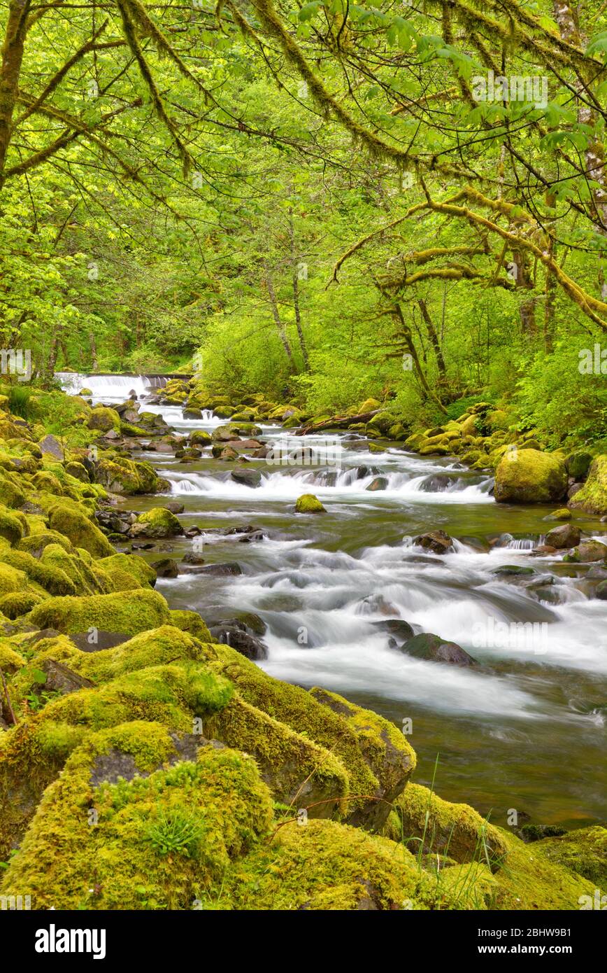 Oregon forest moss hi-res stock photography and images - Alamy