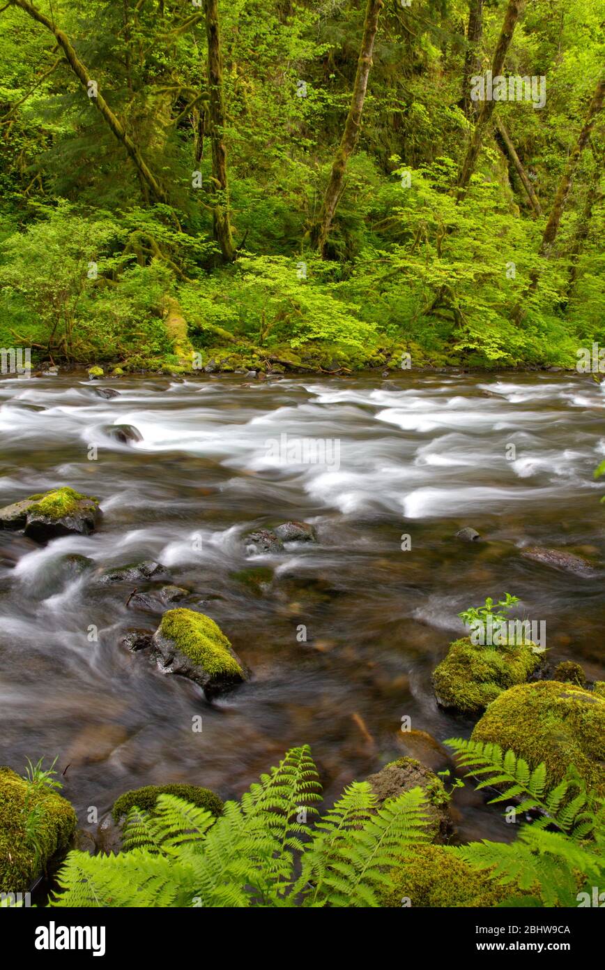 Oregon forest moss hi-res stock photography and images - Alamy