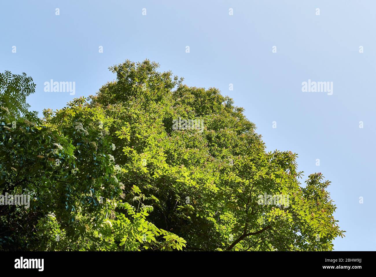 Summer Green Tree Leaves Top Stock Photo - Alamy