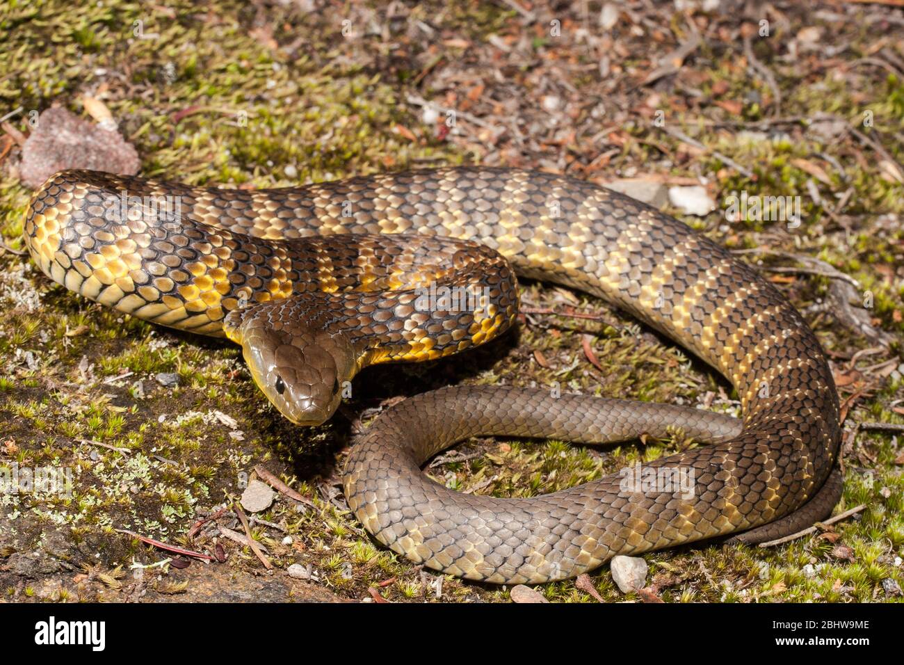 Defence pose hi-res stock photography and images - Alamy