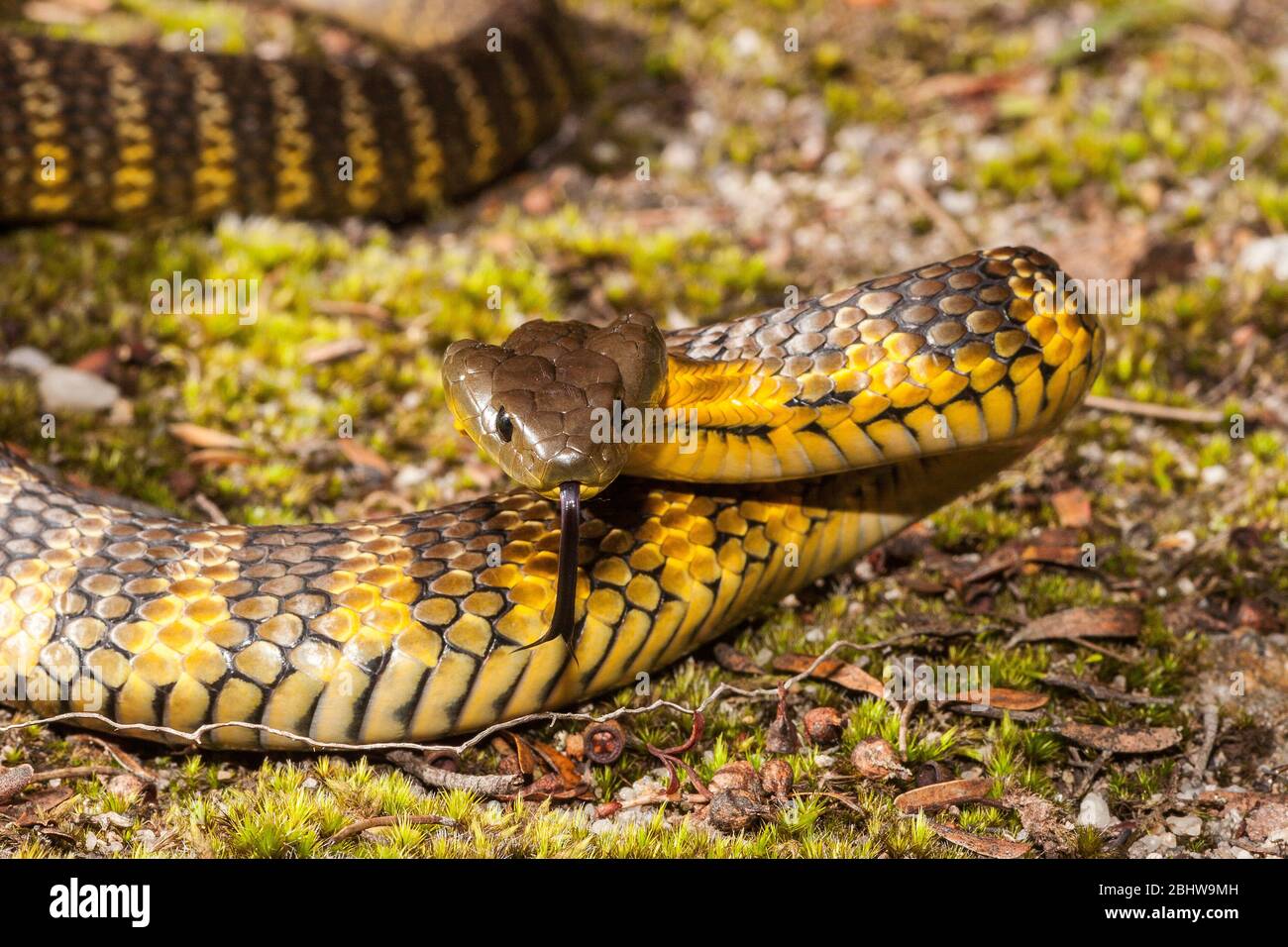 Defence pose hi-res stock photography and images - Alamy