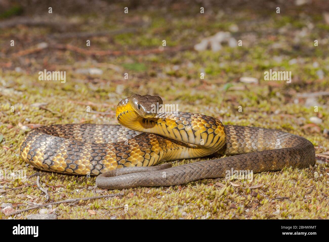 Eastern Tiger Snake in defence pose Stock Photo - Alamy