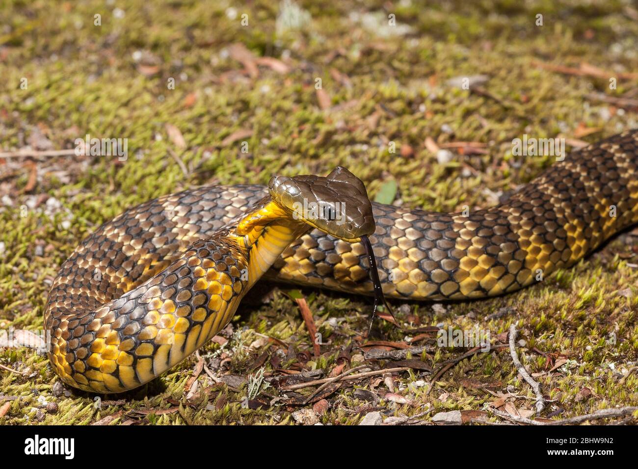 Eastern Tiger Snake in defence pose Stock Photo - Alamy