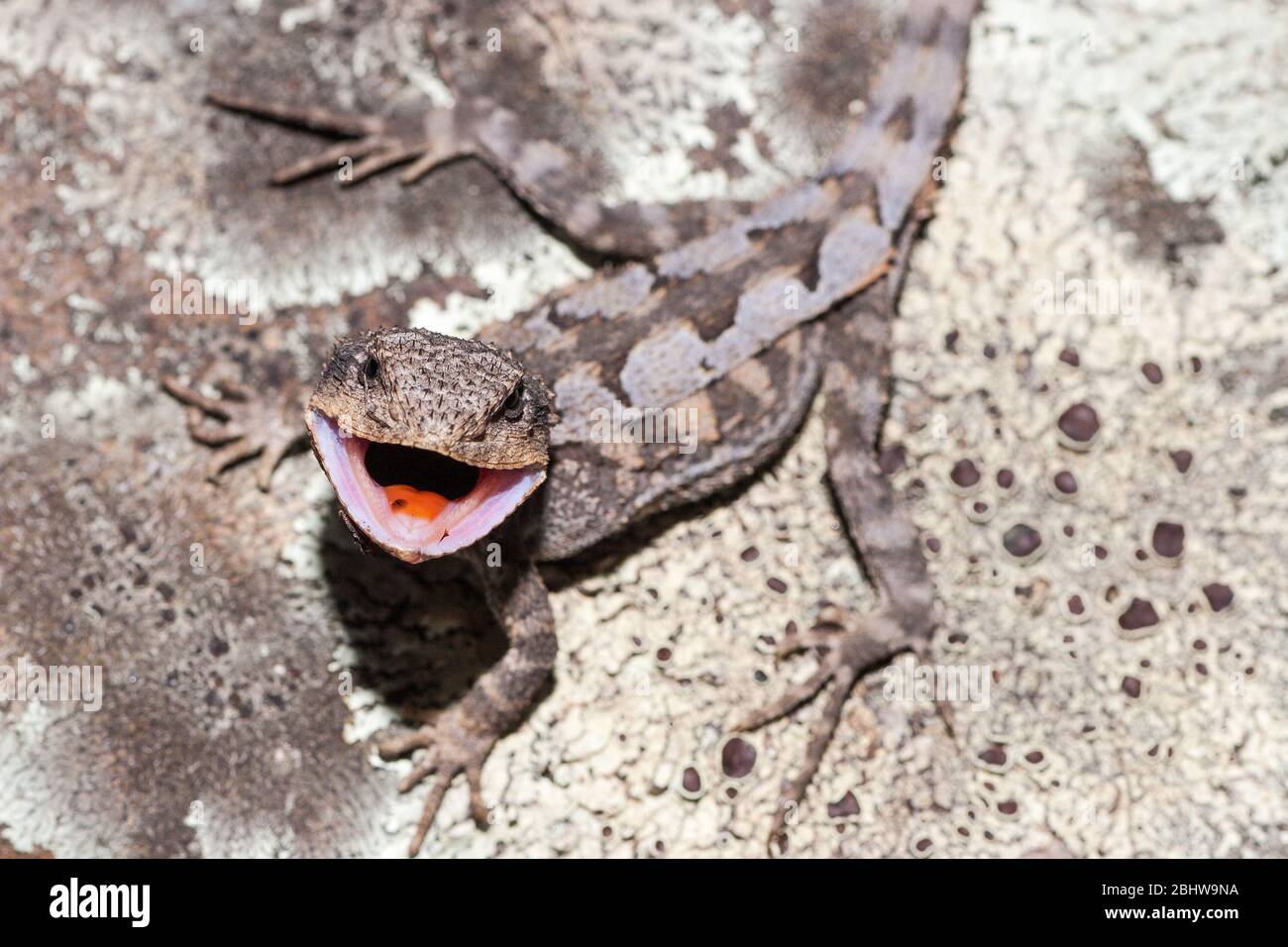 Mountain Dragon lizard with mouth open Stock Photo - Alamy