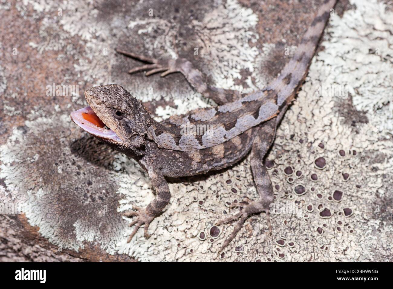 Mountain Dragon lizard with mouth open Stock Photo - Alamy