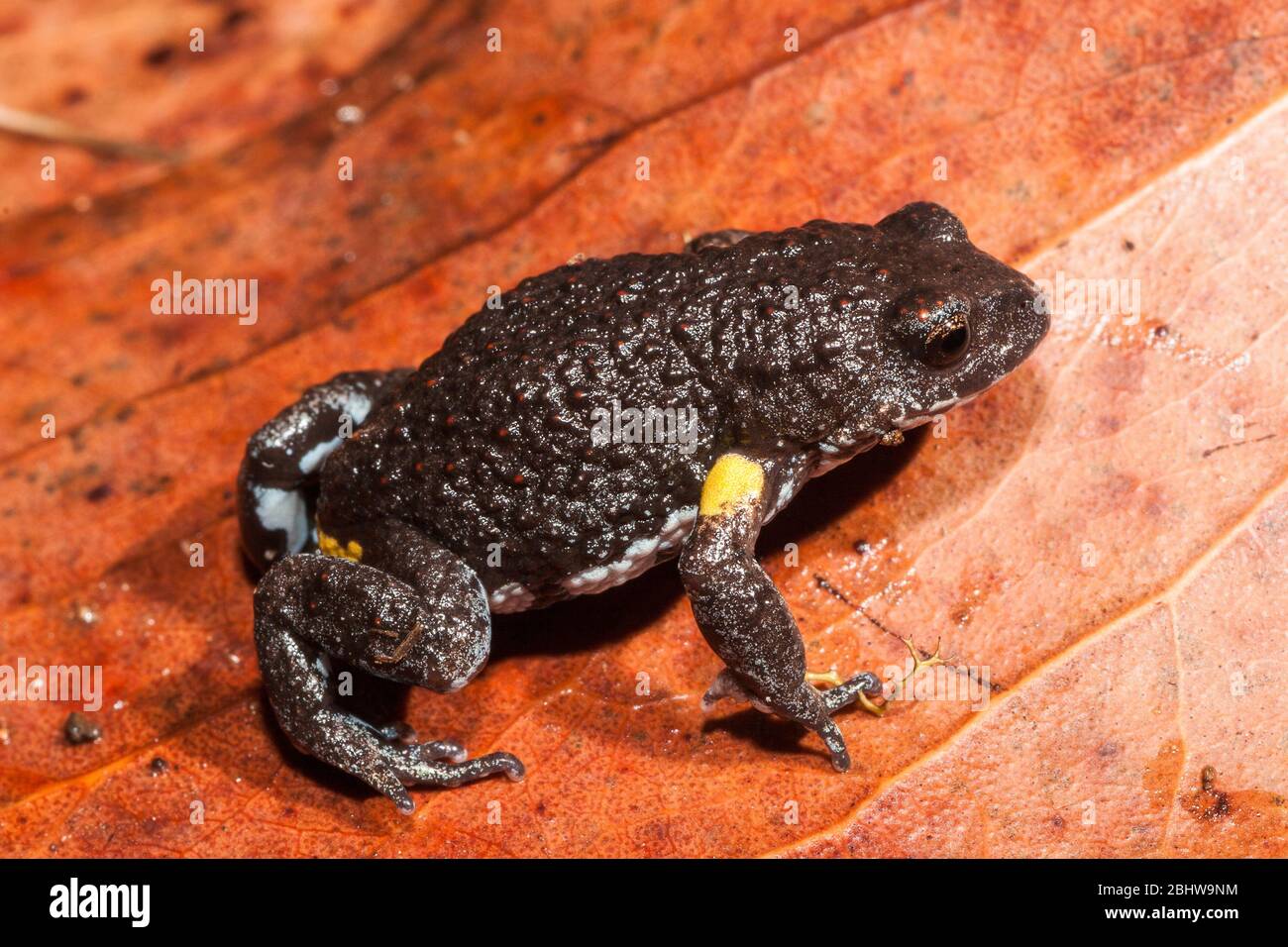 Bibrons toadlet hi-res stock photography and images - Alamy