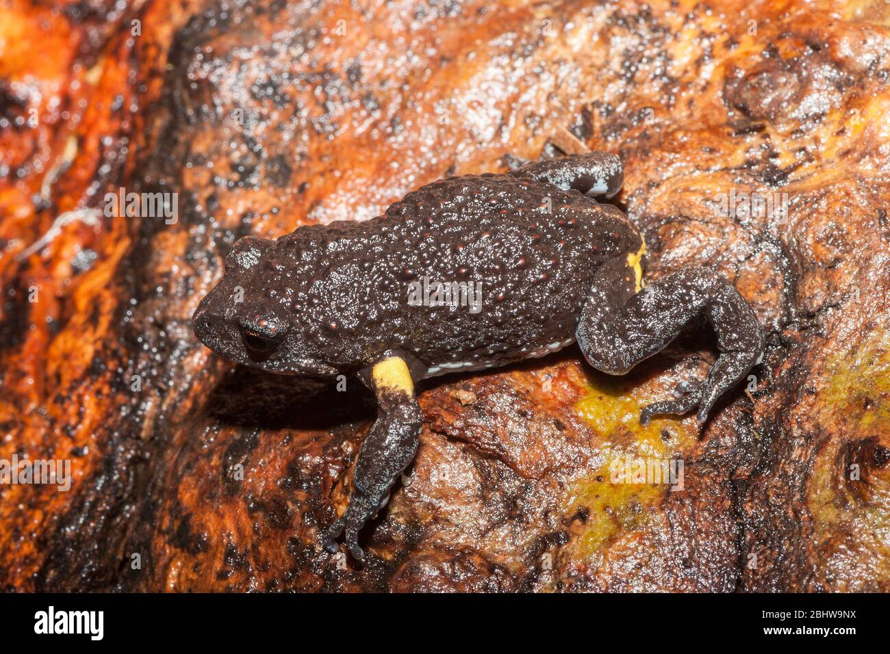 Bibrons toadlet hi-res stock photography and images - Alamy