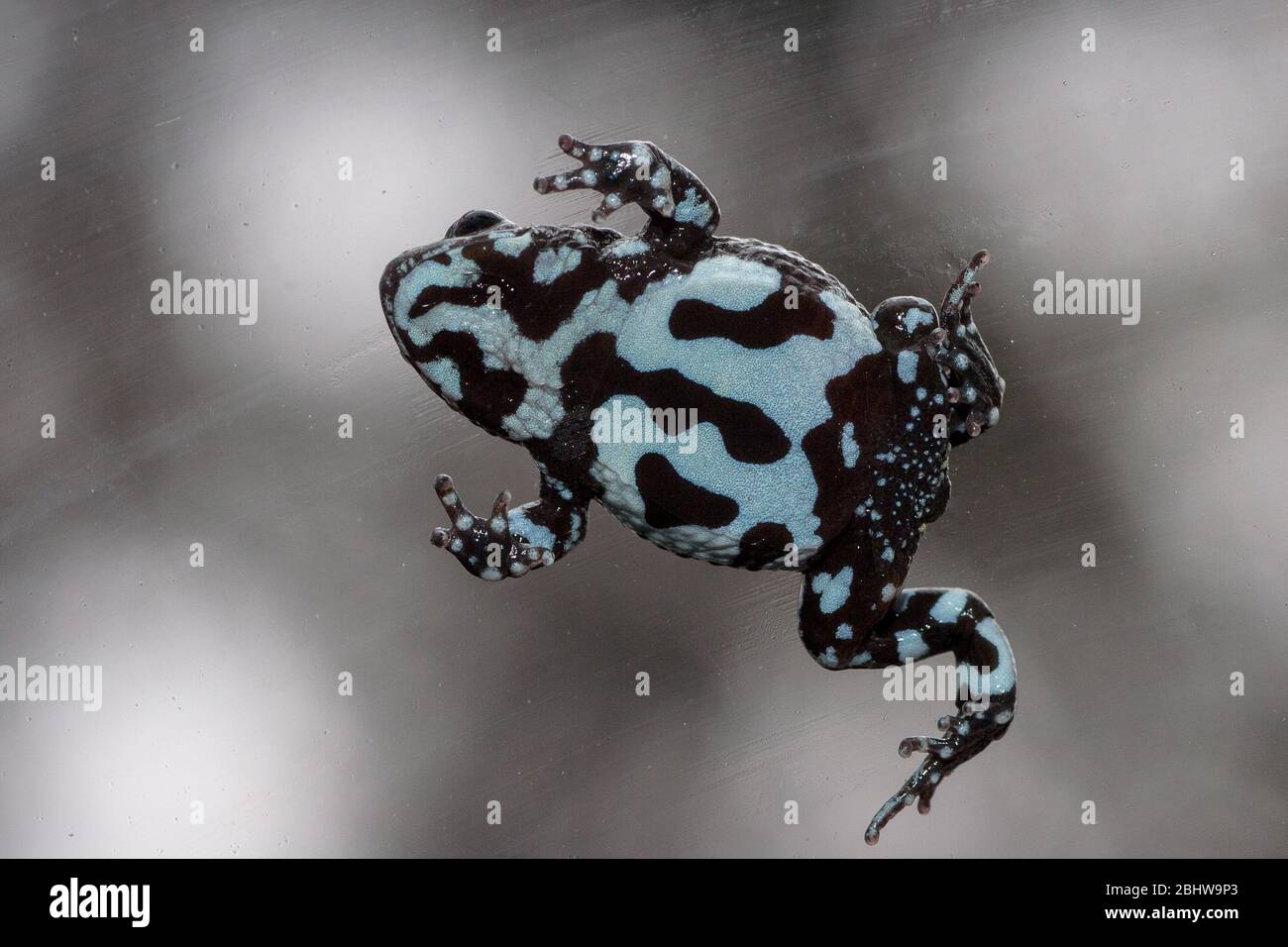 Brown Toadlet on glass showing belly pattern Stock Photo - Alamy