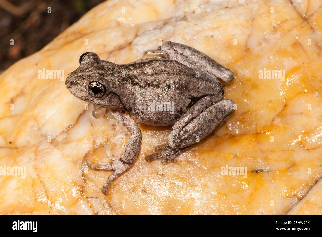 Perons tree frog hi-res stock photography and images - Alamy