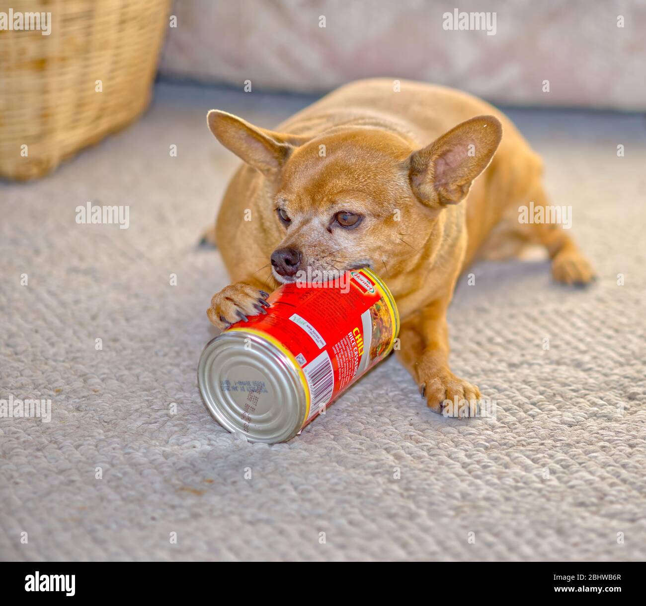 Empty dog house hi-res stock photography and images - Alamy