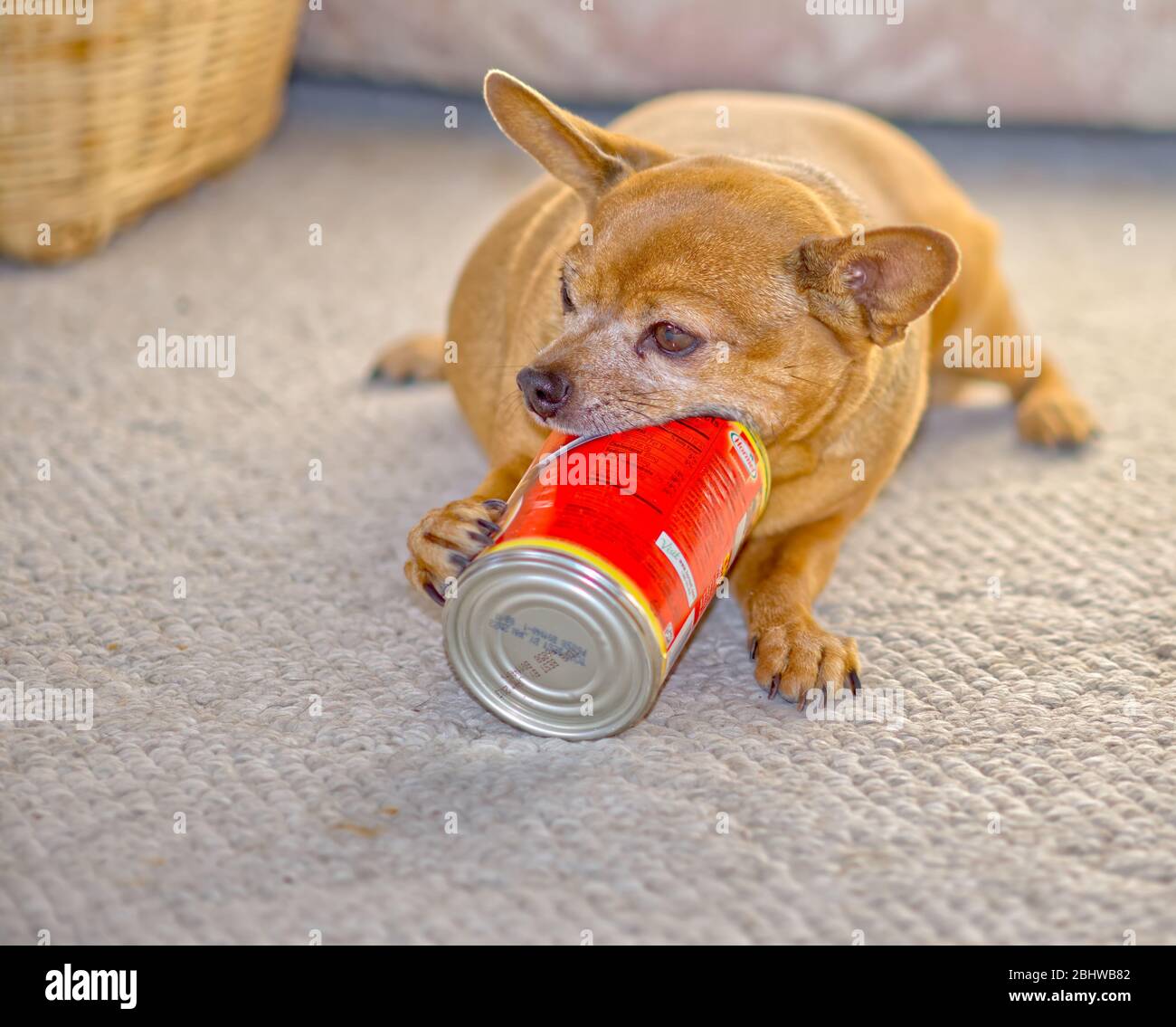 Empty dog house hi-res stock photography and images - Alamy