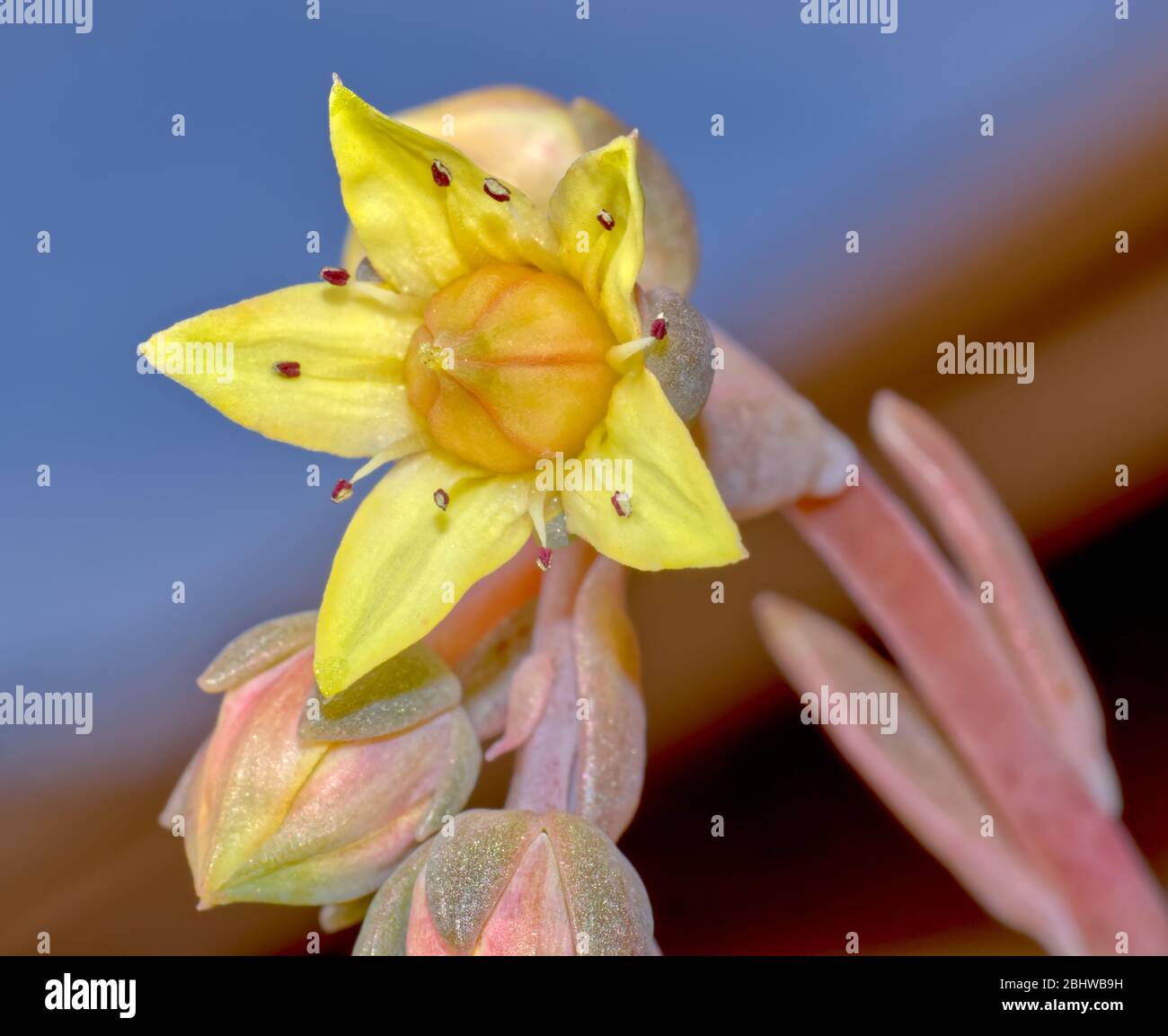 Flower of the Echeveria Rosea. A succulent plant native to Central ...