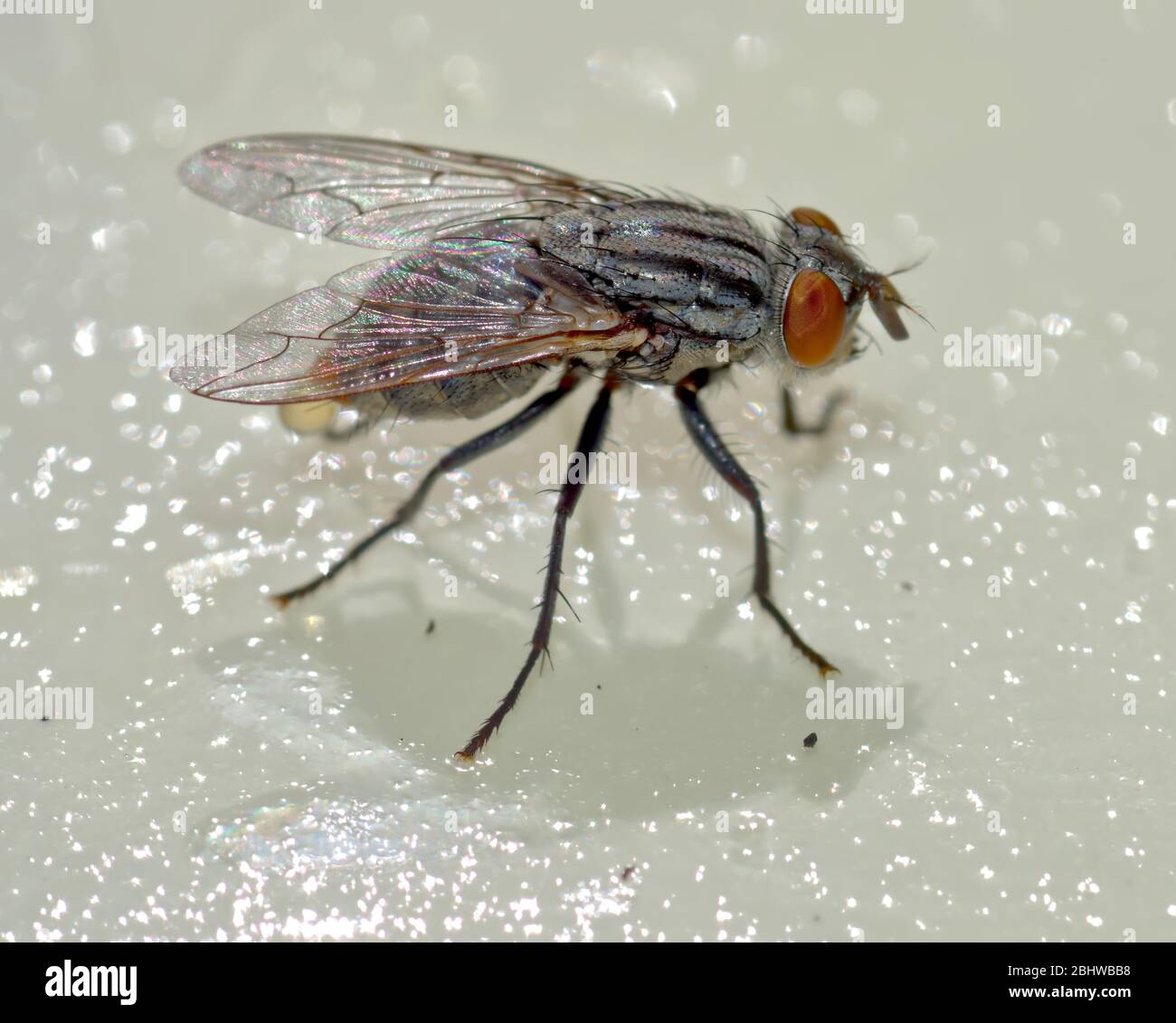 Macro photo of a common House Fly caught on Flypaper Stock Photo - Alamy