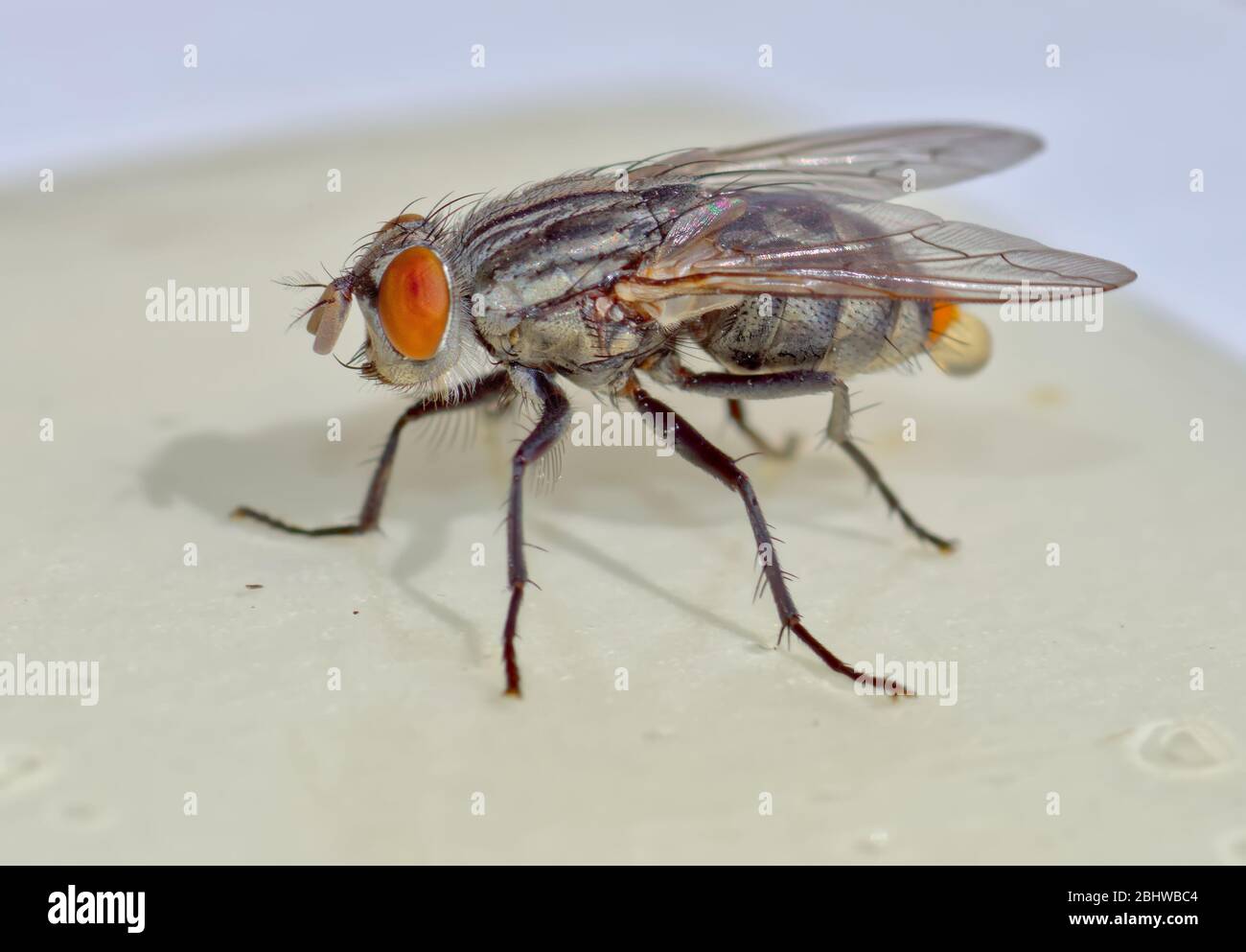 Macro photo of a common House Fly caught on Flypaper Stock Photo - Alamy