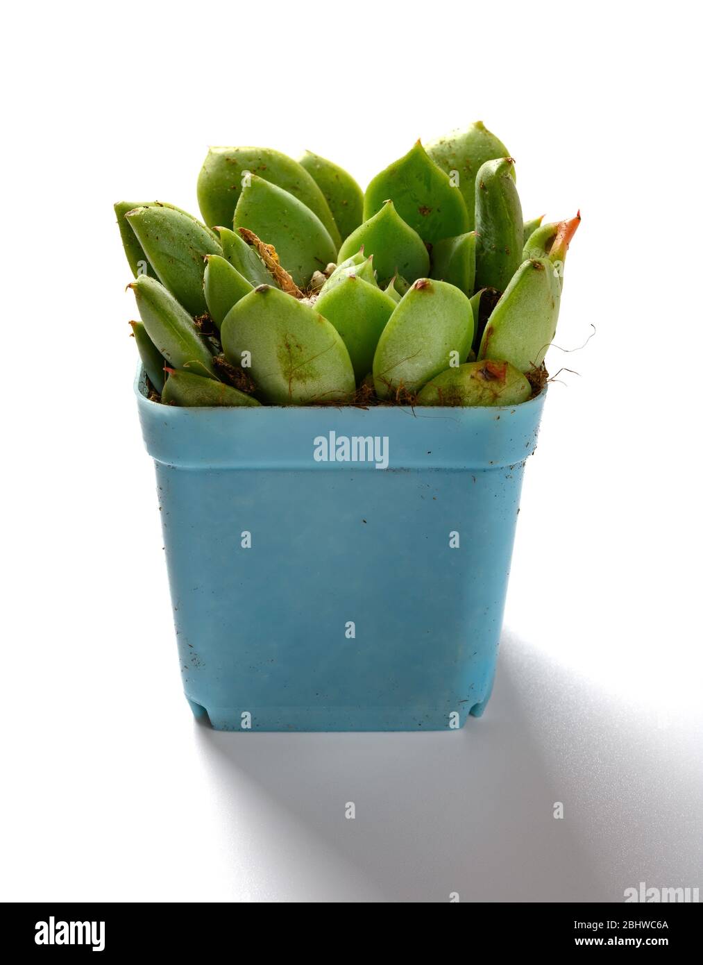 side view pot of green succulent plant on a white background Stock ...