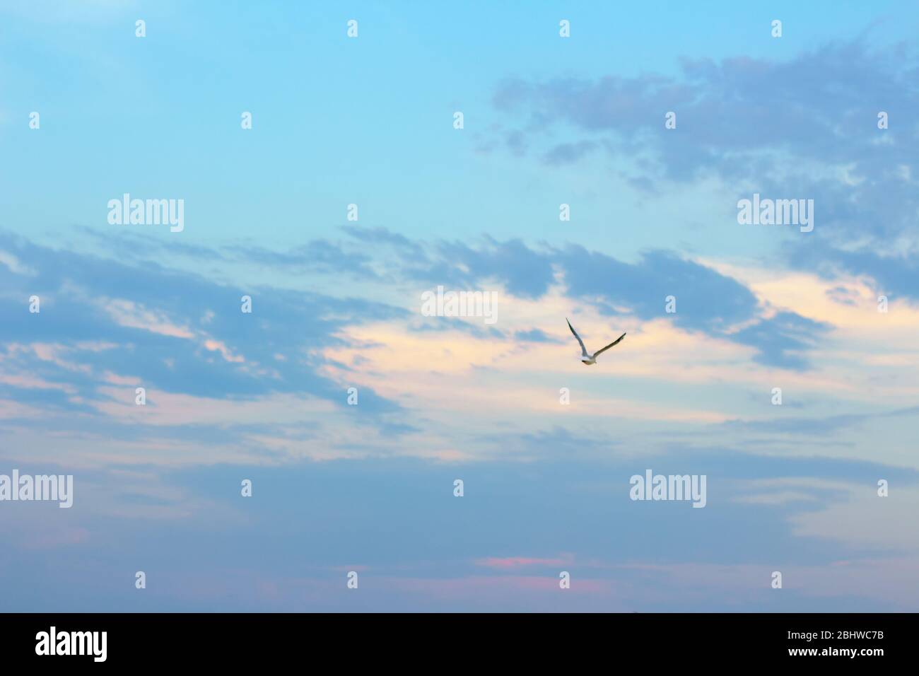 seagull in the sky with raised wings Stock Photo - Alamy