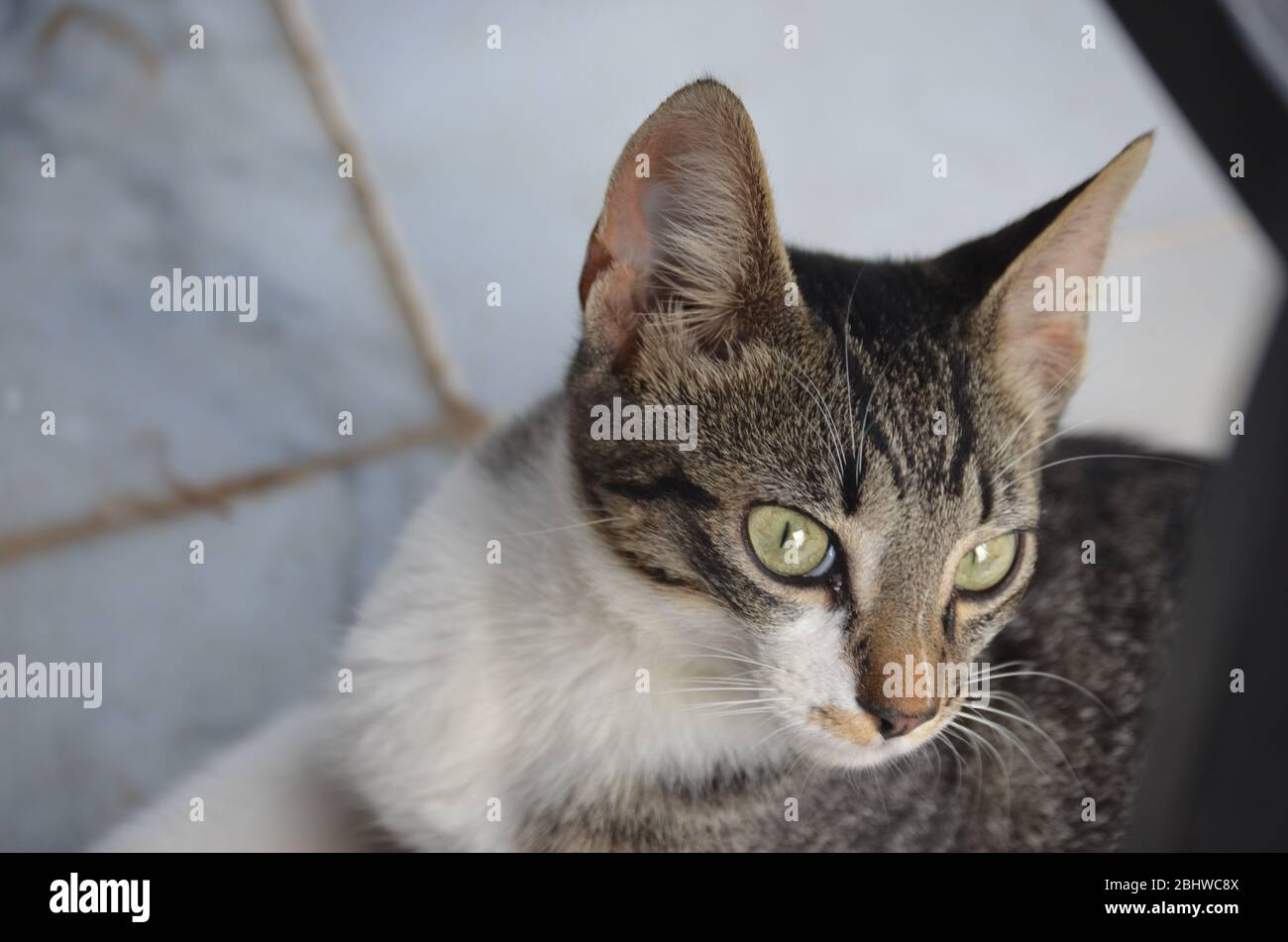 picture of cats from the street Stock Photo - Alamy