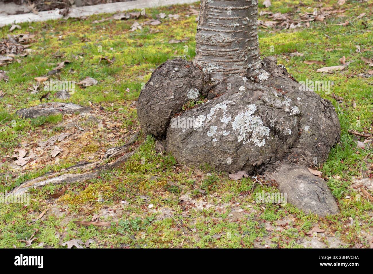 A large burl on the bottom of a slim tree surrounded by grass Stock ...