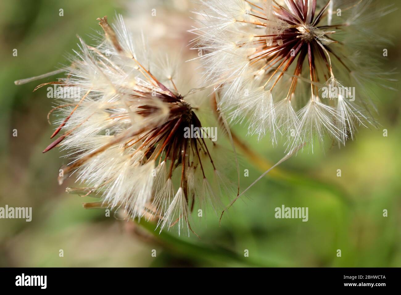 Nature: Dandelions in bloom outside in nature on a warm morning, so ...