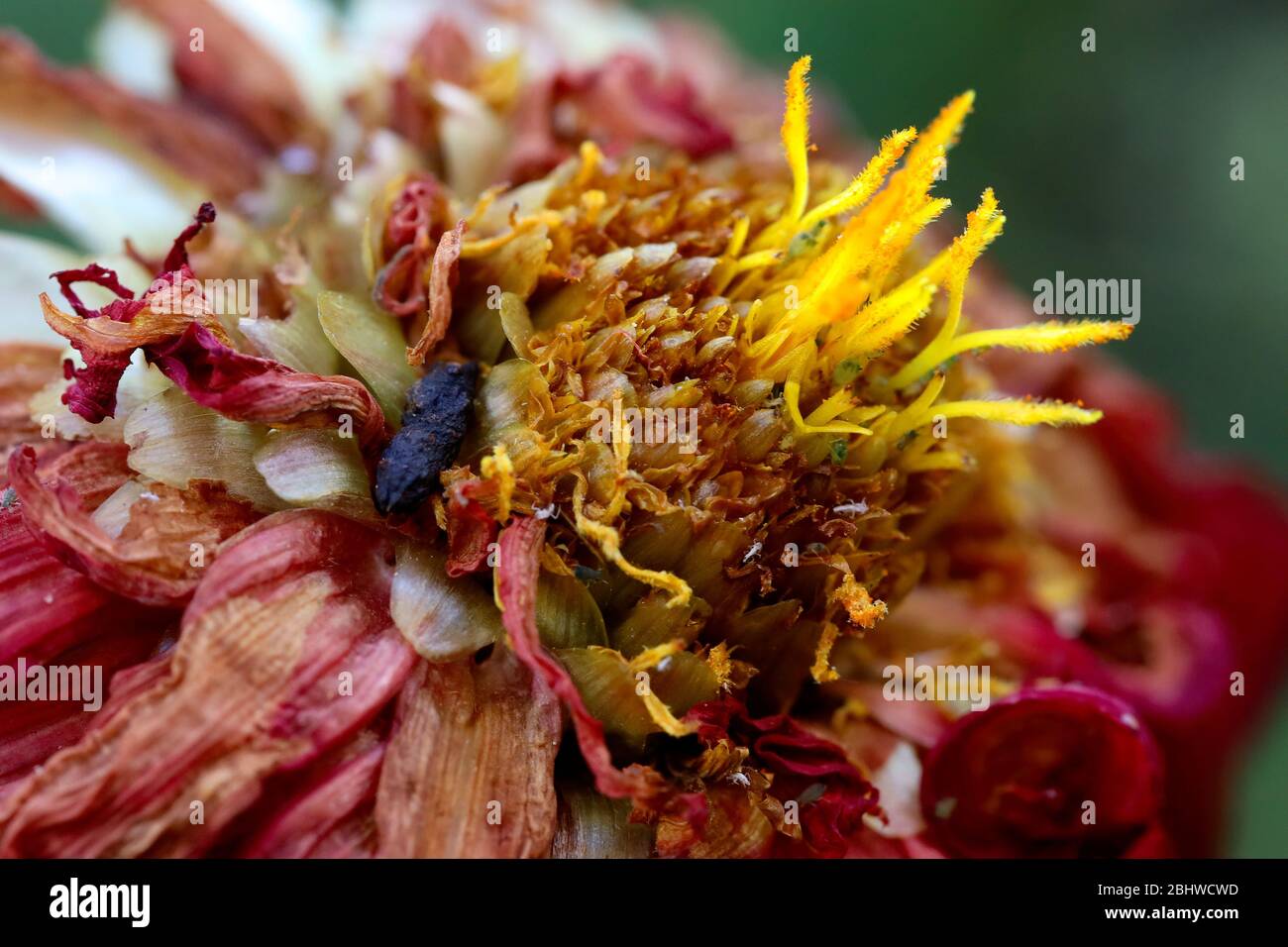 Nature: Beautiful wilting flowers close up in vivid color shot in macro ...