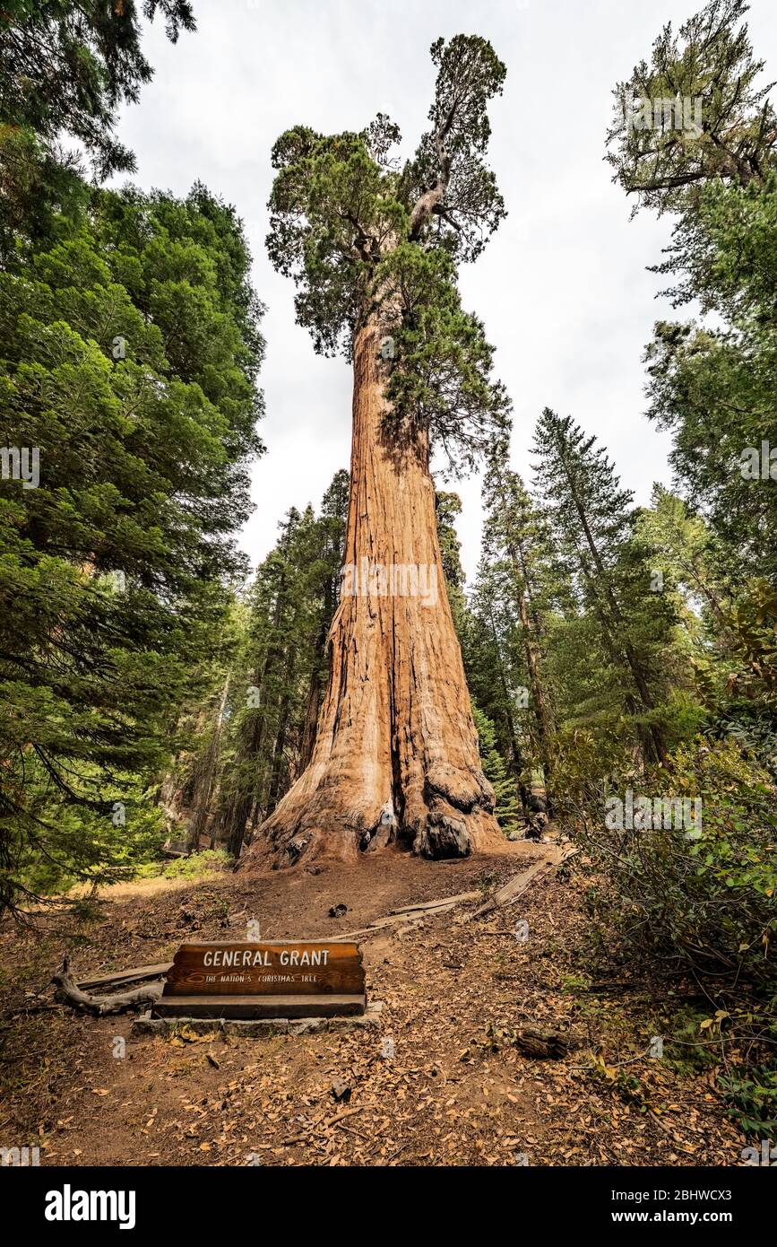 General grant tree hi-res stock photography and images - Alamy